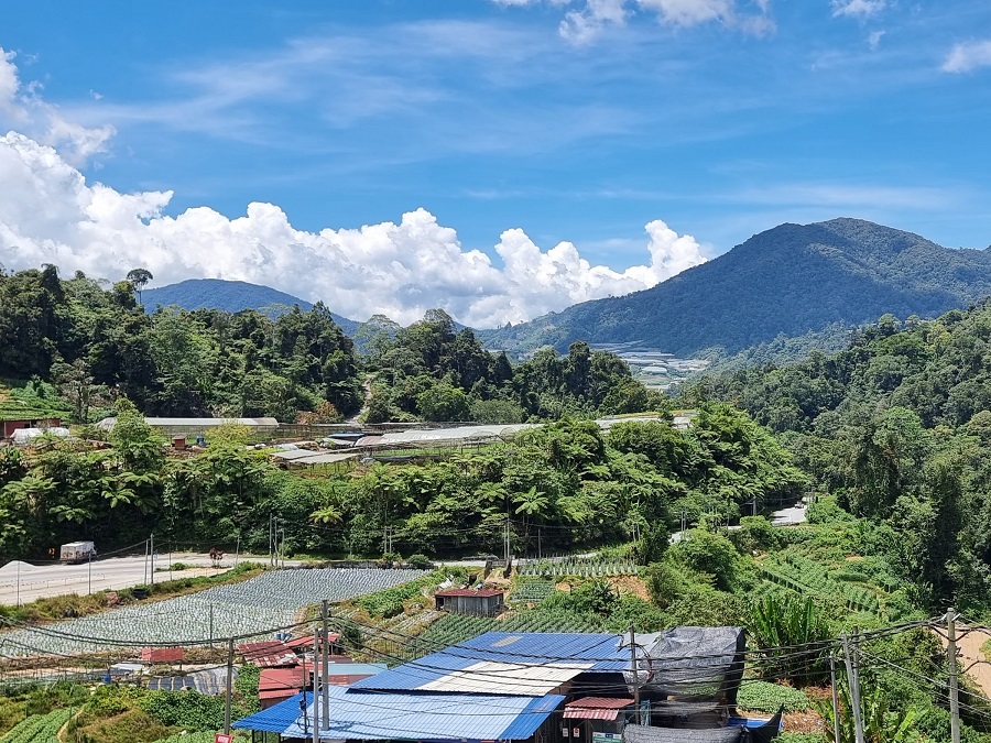 Is The Agricultural Future Of Cameron Highlands At Risk Glenreagh Sdn Bhd